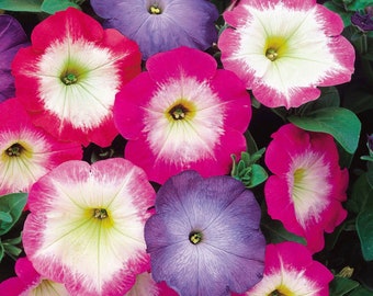 Petunia Blue Berry Lime Jam Mix Seed/new Ideal/lush Plant Blankets With ...