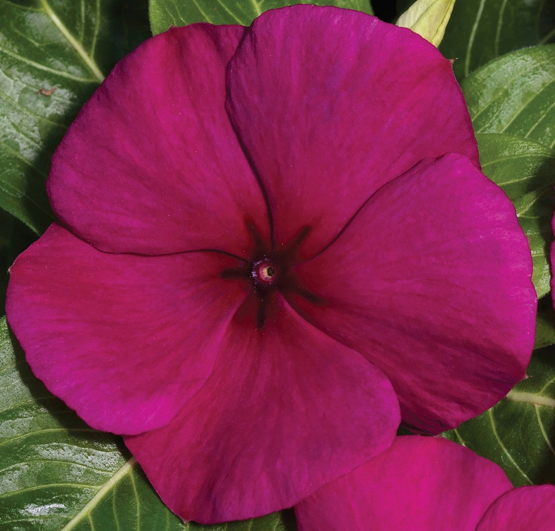 Vinca Seeds Vinca Vitalia Burgundy 25 Thru 100 Seeds Flower Seeds ...