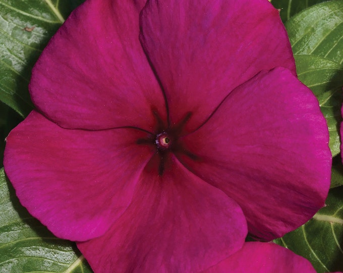 Drought Tolerant Upright Red Vinca Flower Seeds for Containers 50 Seeds ...