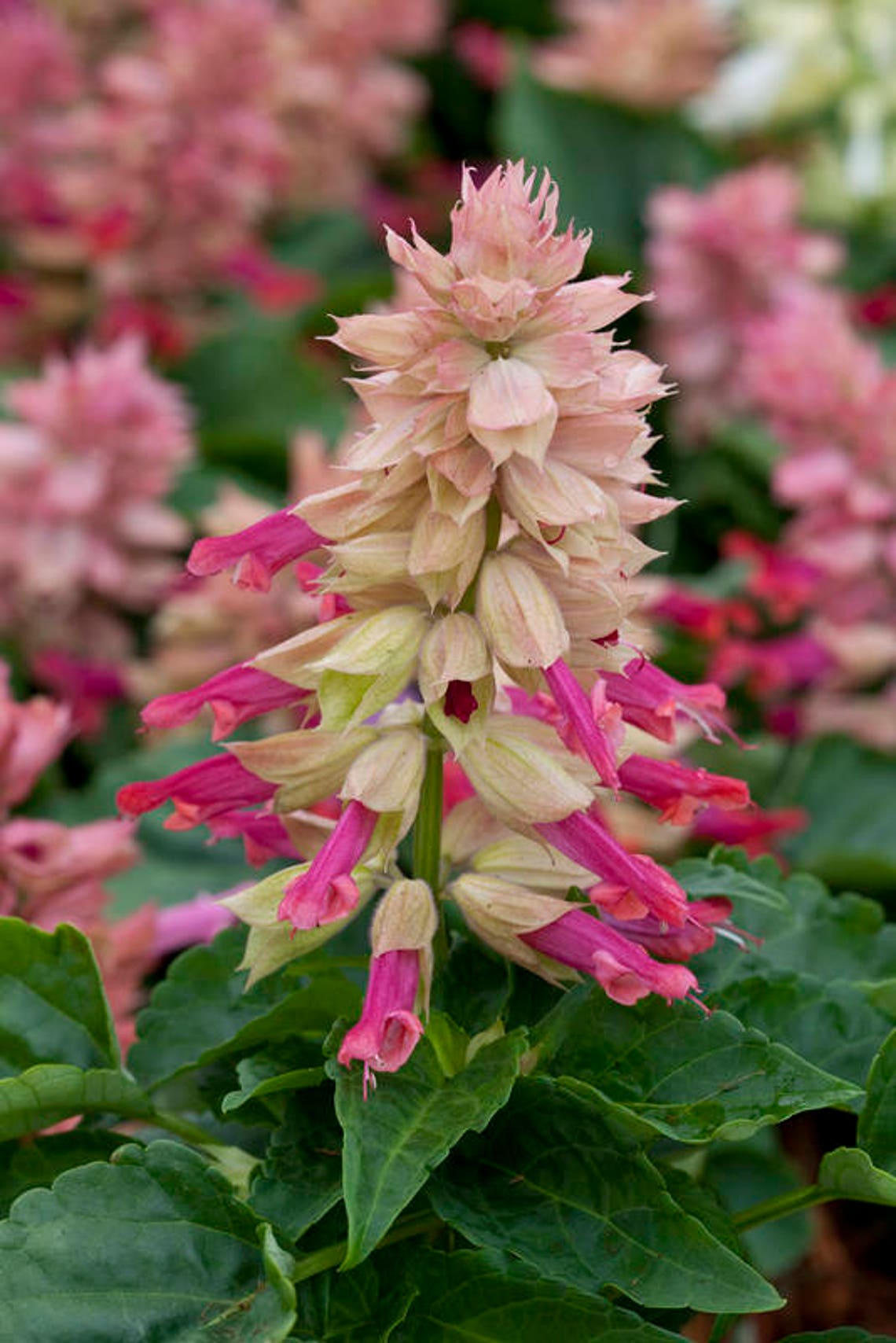 Salvia Seeds Sizzler Burgundy Halo 50 Seeds | Etsy