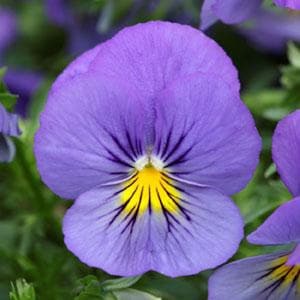 Pansy Seeds Cool Wave Blue Skies Trailing Pansy 15 Seeds Hanging Pansy ...