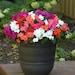 50 Impatiens Seeds Beacon Formula Mix Walleriana Flower Seeds - Etsy