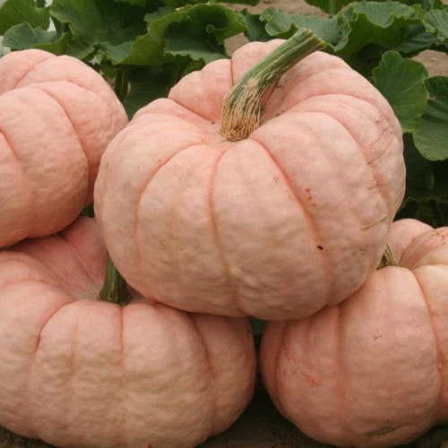 Porcelain Doll F1 Pink Pumpkin Seeds Large Pink Pumpkins 15 - Etsy