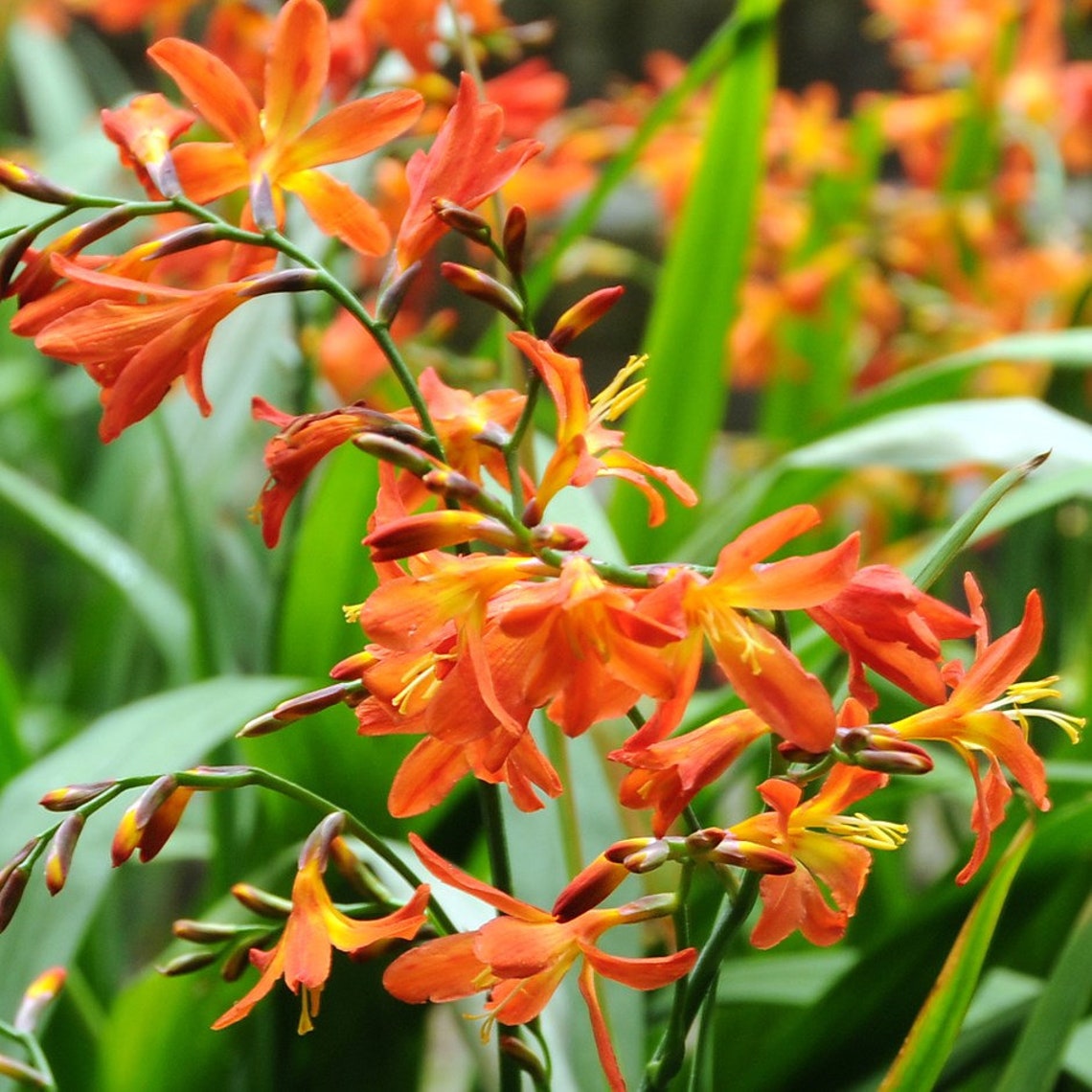 MPB#11 Crocosmia Seeds Crocosmia Paniculata Hydrida "perennial" 15 Thru ...