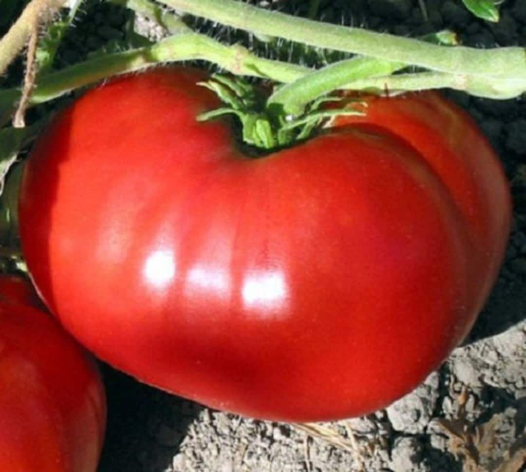 Delicious Tomato Seeds World Record Tomatoes Giant Tomato 50 Thru 5,000 ...