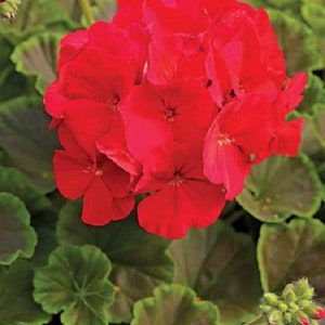 Geranium Seeds Bullseye Cherry 15 Seeds Pelargonium Seeds - Etsy