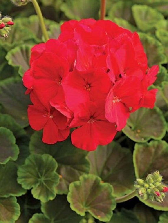 Geranium Seeds Bullseye Cherry 15 Seeds Pelargonium Seeds | Etsy