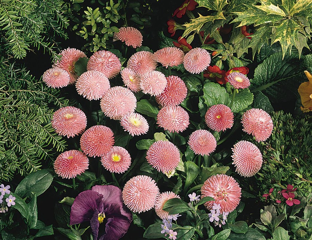 Bellis Seeds Bellis Tasso Pink 25 Seeds English Daisy - Etsy