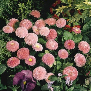 Bellis Seeds Bellis Tasso Pink 25 Seeds English Daisy - Etsy