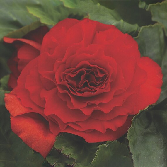 15 Begonia Seeds Begonia Gogo Bright Red Series Begonia Pelleted Seeds ...