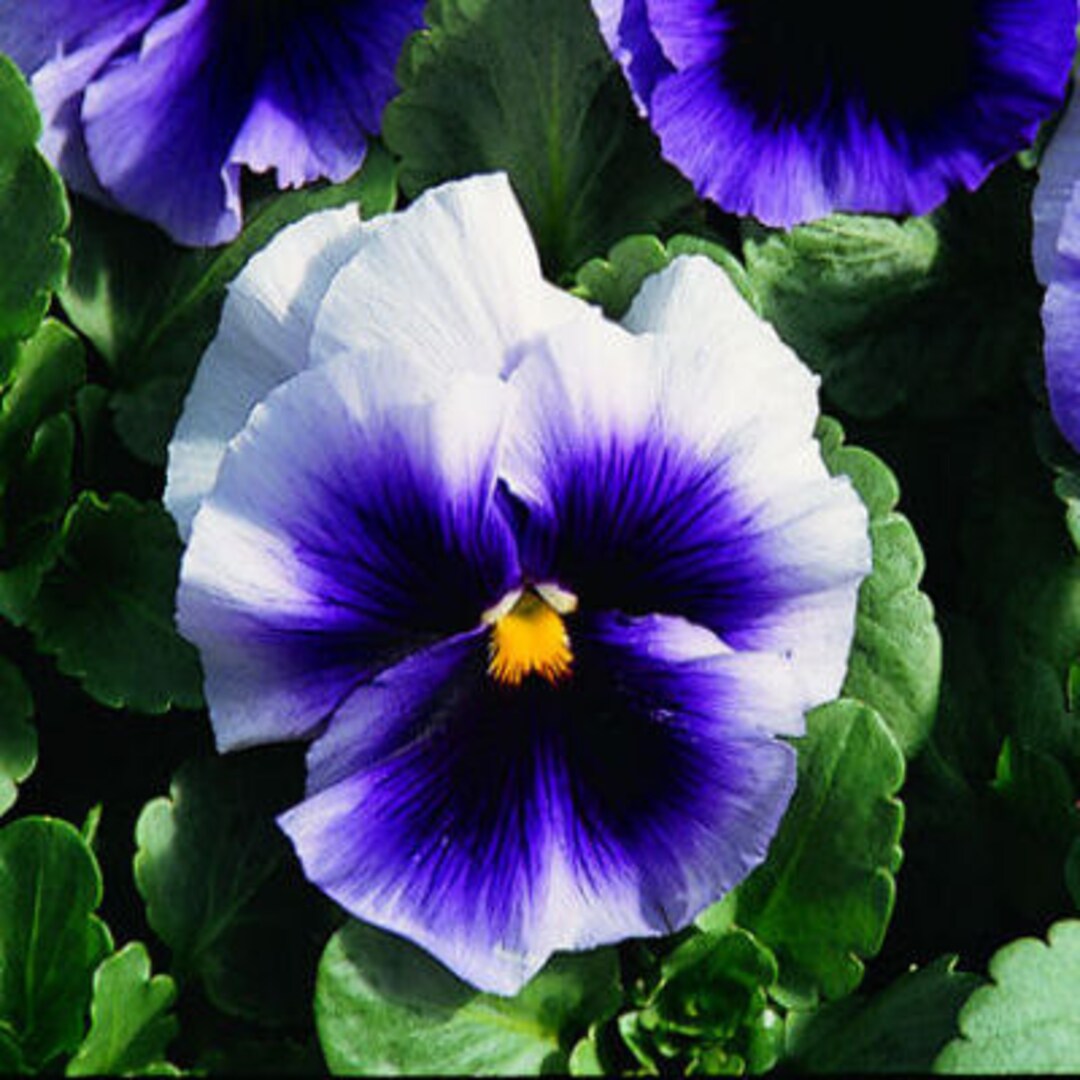 50 Pansy Seeds Faces Beaconsfield FLOWER SEEDS Beacons Field - Etsy
