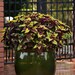 BIN2R9D8 Tomato Seeds 100 Bulk Indigo Fireball F1 Tomato Seeds Cherry ...