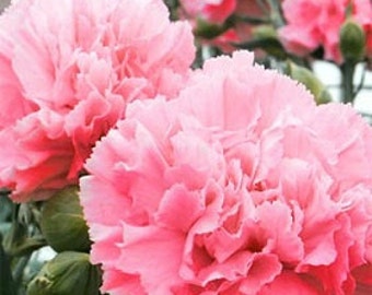 Chabaud Mix Carnation Flower Seeds / Dianthus / Perennial 50 - Etsy