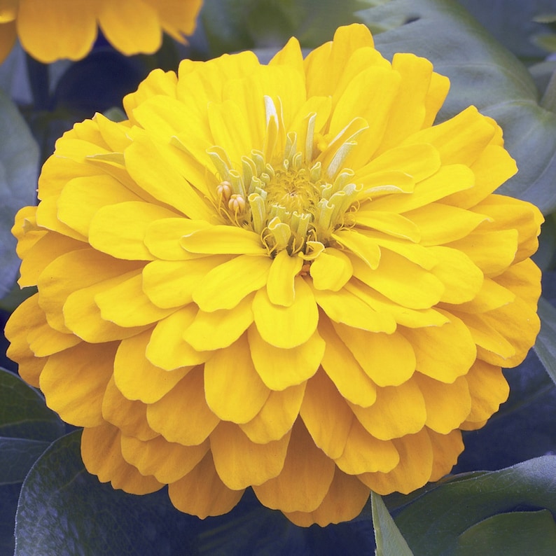 Zinnia Seeds Zinnia Short Stuff Gold 25 Flower Seeds - Etsy