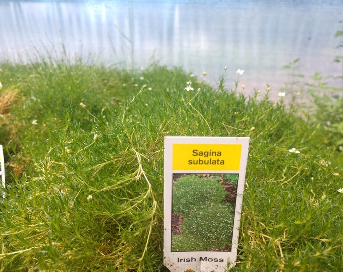 2500-5000 Pelleted Irish Moss Seeds, Sagina Subulata, Pearlwort, Ground ...