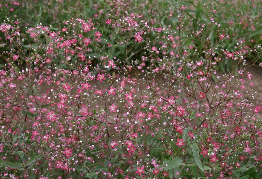 Baby's Breath Seeds 200 Red Seeds Baby Breath Flower Seeds - Etsy