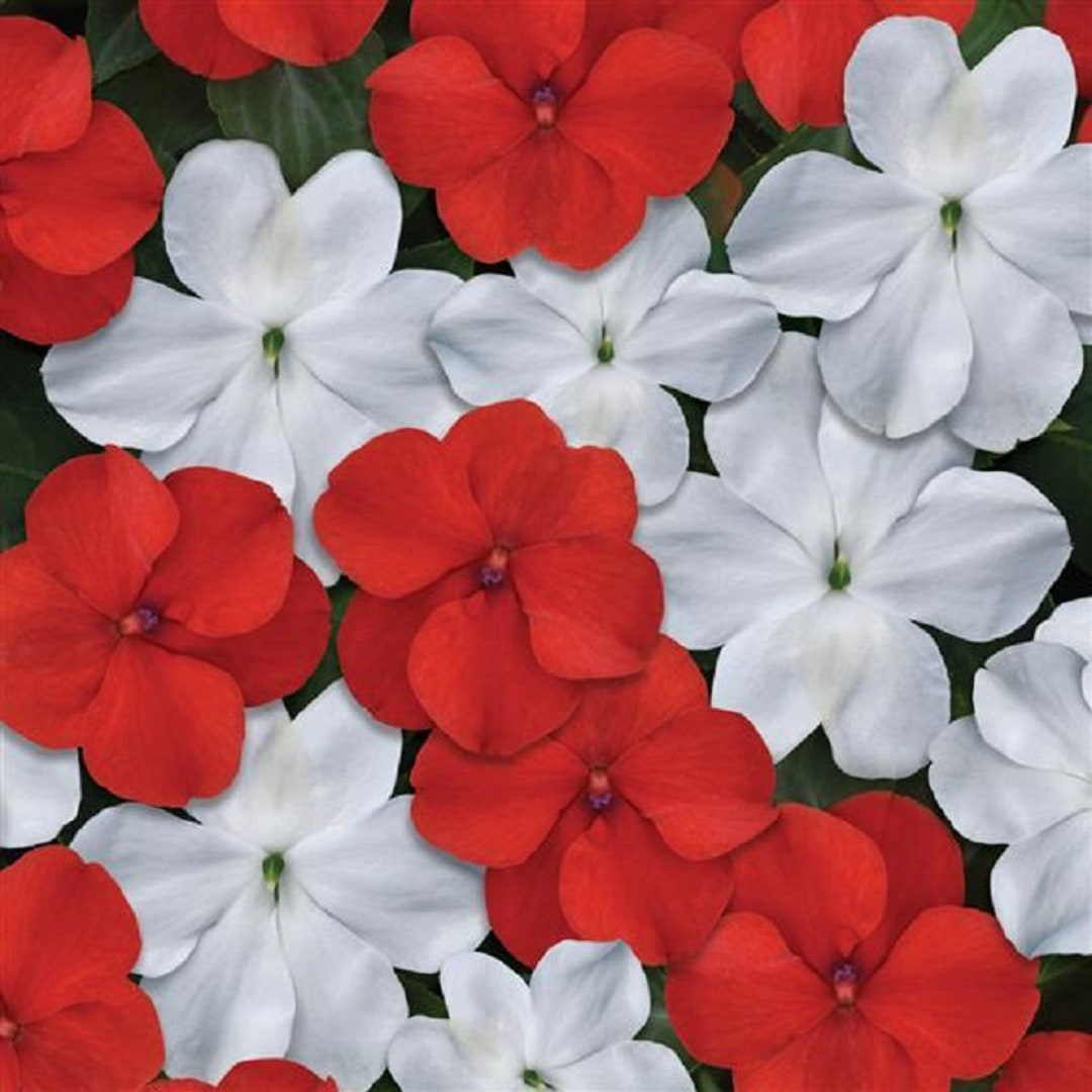 Flowers 50 Impatiens Seeds Beacon Red White Walleriana - Etsy