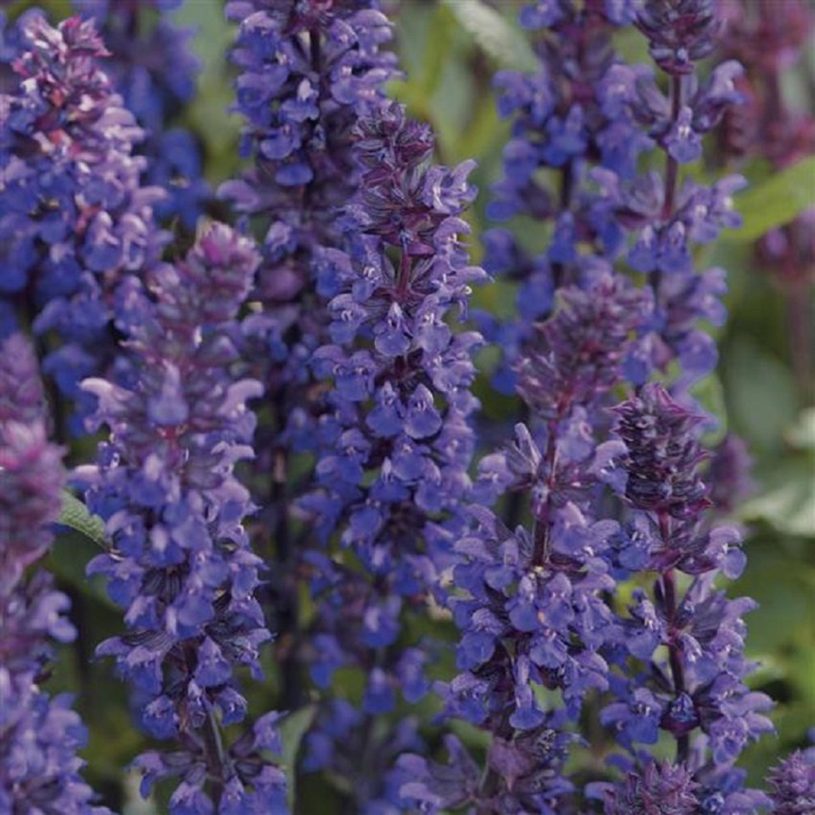 Salvia New Dimension Blue 50 Seeds Perennial Seeds - Etsy