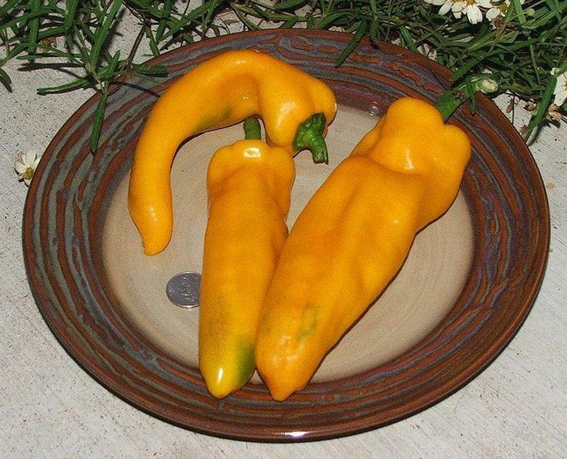50 Pepper Seeds Golden Marconi Hybrid Sweet Pepper Seeds - Etsy
