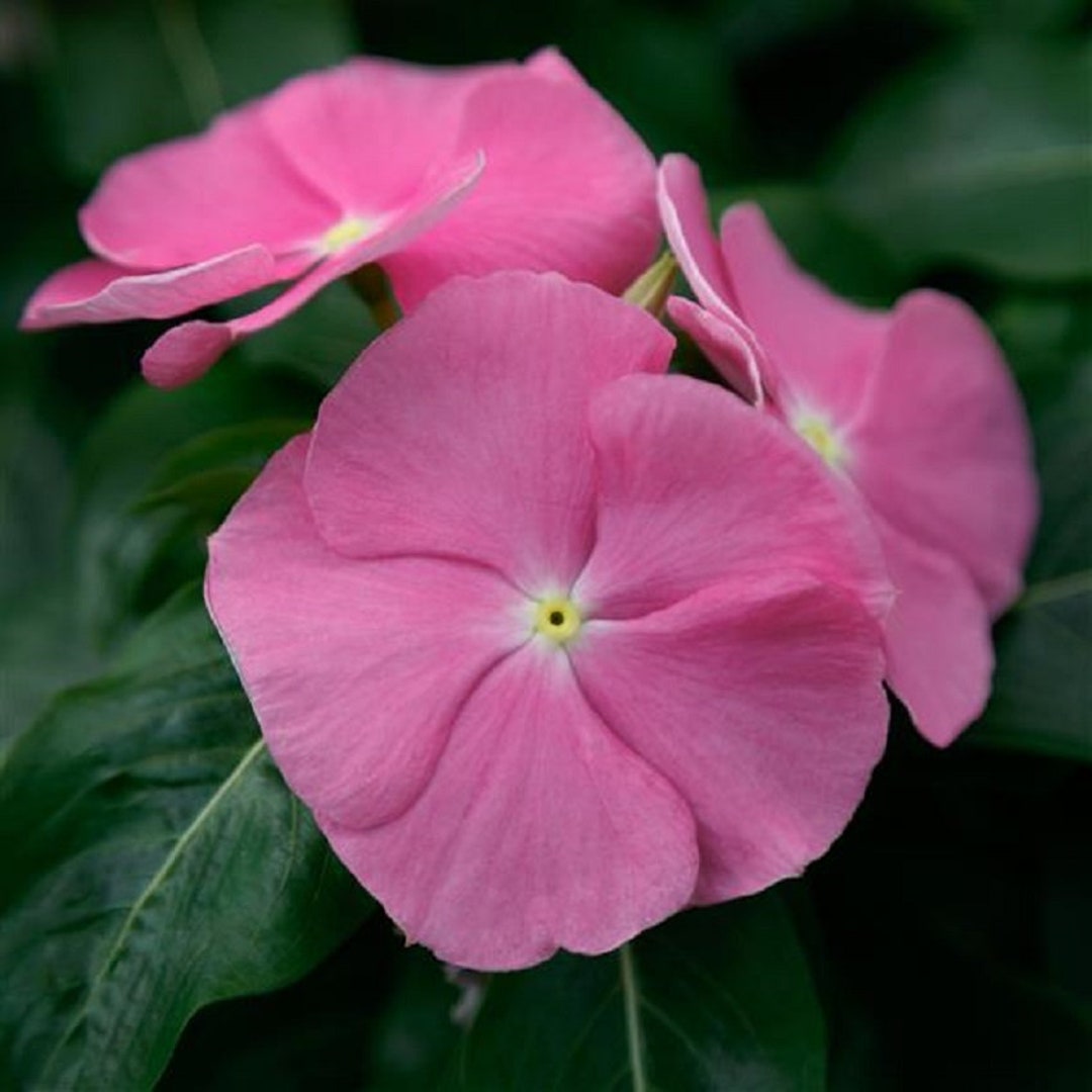 Vinca Seeds Vinca Virtuosa Pink 25 Seeds Flower Seeds - Etsy