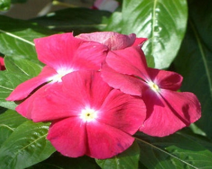 Vinca Raspberry Periwinkle Flower Seeds / Annual 40 - Etsy