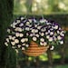 15 Pansy Seeds Cool Wave Violet Wing (HANGING PANSY) - Etsy