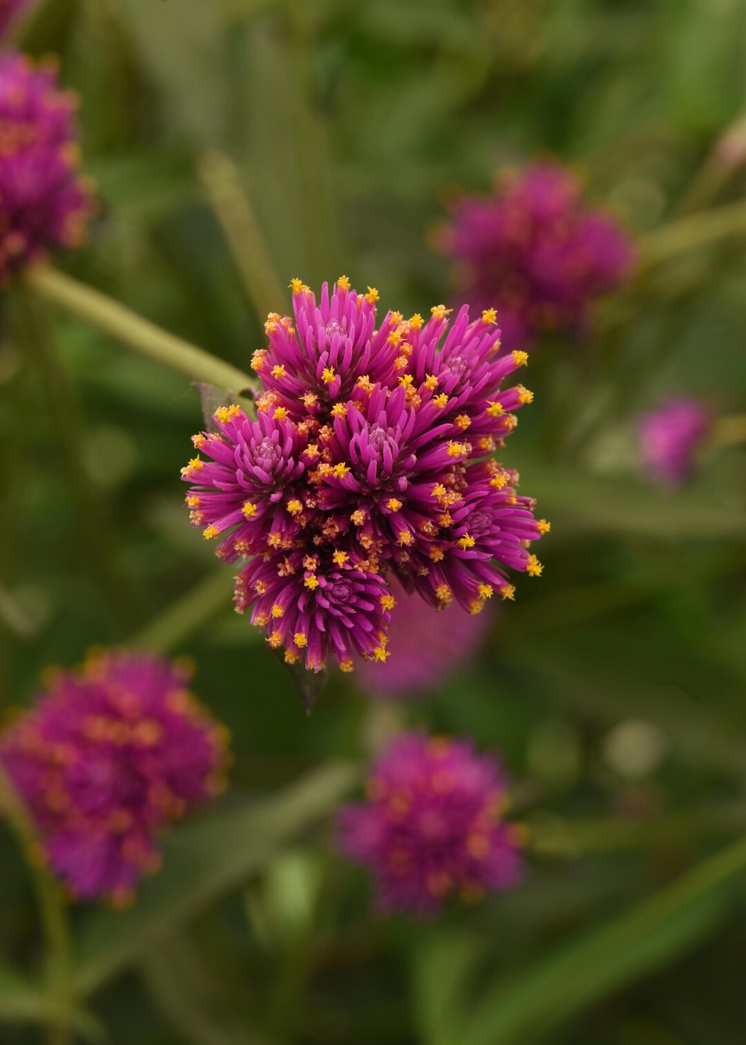 Flower Seeds 25 Gomphrena Fireworks Seeds Gomphrena Seeds - Etsy