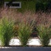 Violet Panic Grass Seeds 100 Ornamental Grass Seeds - Etsy