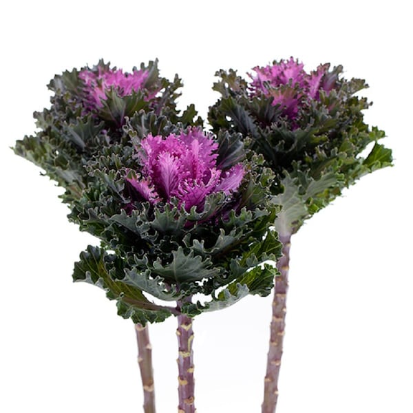 Flowering Kale - Etsy