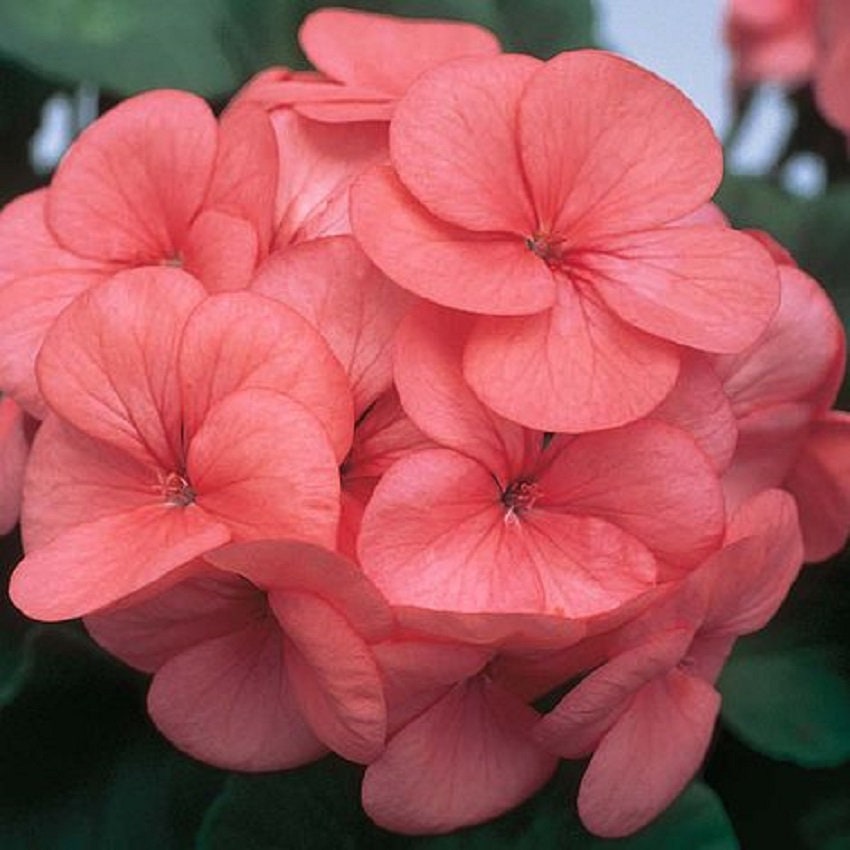 BIN1D2 Geranium Seeds Geranium Horizon Coral Spice 100 Bulk - Etsy