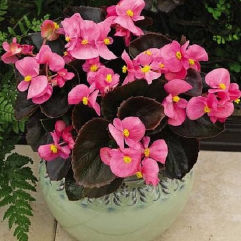 Pink Begonia - Etsy