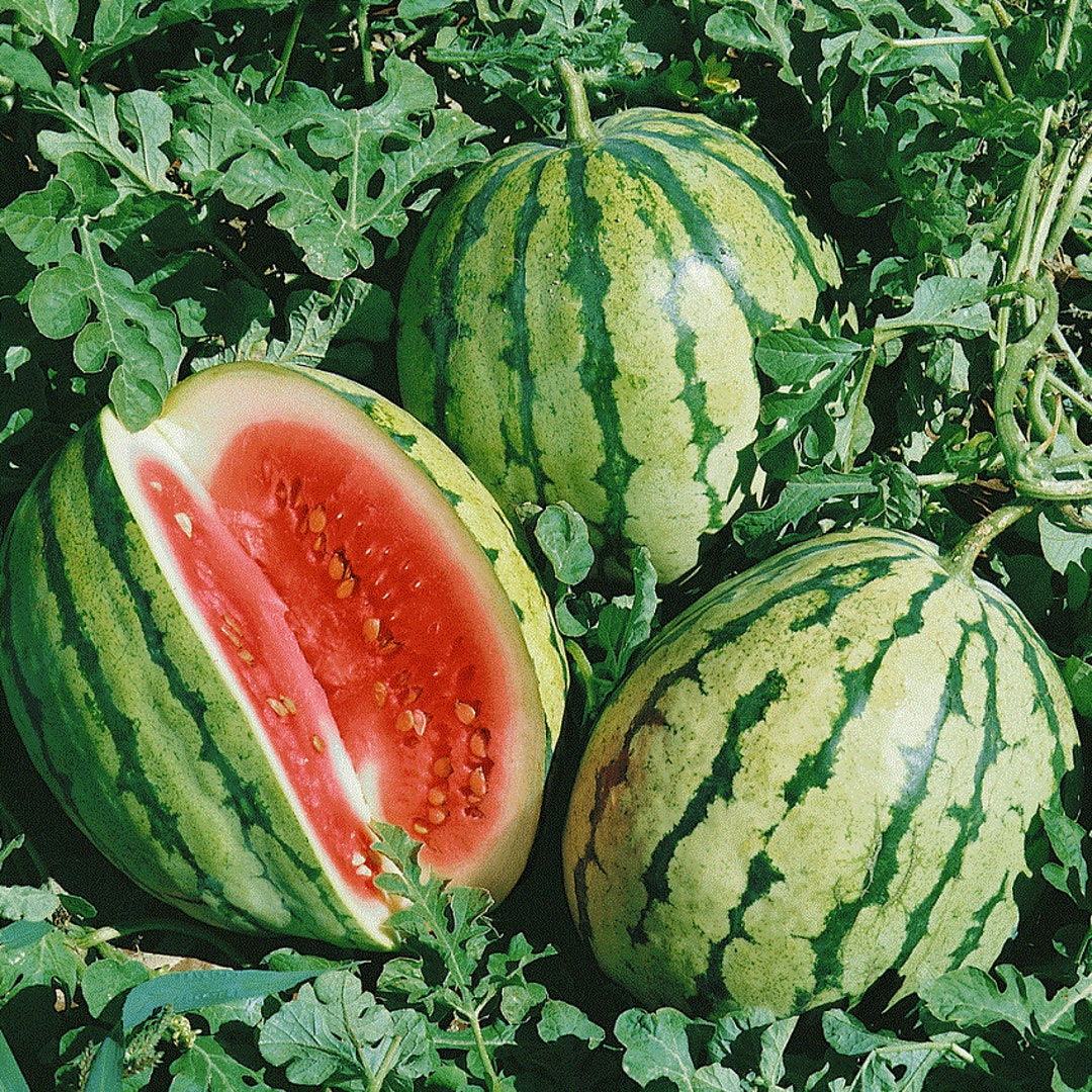 Watermelon Seeds Dixie Queen 50 Watermelon Seeds - Etsy