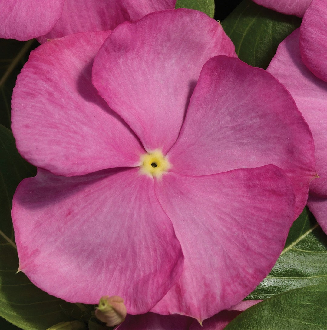 Vinca Seeds Vinca Vitalia Pink 25 Thru 100 Seeds Flower Seeds ...