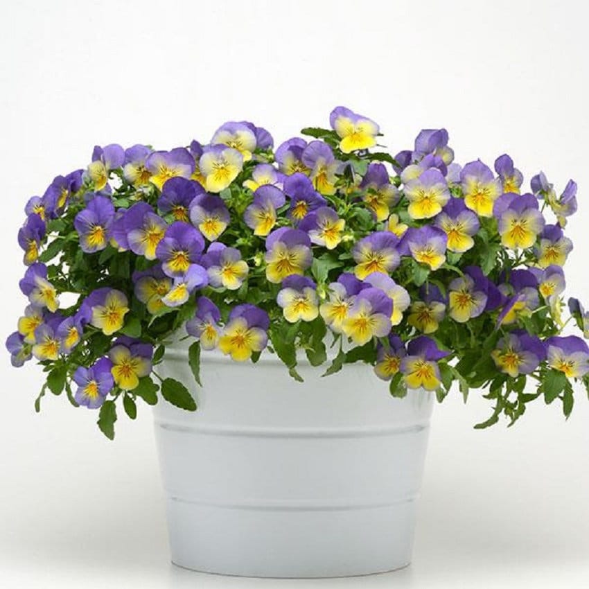 Pansy Seeds Cool Wave Pansy Blue Swirl Viola Seeds 15 a 100 | Etsy