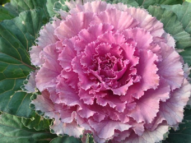 Flowering Cabbage Seed 50 Osaka Pink Flowering Cabbage Seeds Flowering ...