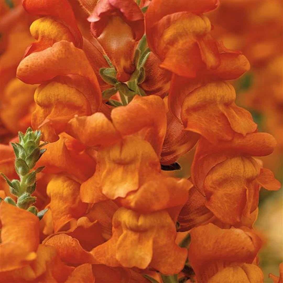 50 Snapdragon Seeds Snapdragon Opus Bronze Cut Flower Seeds - Etsy