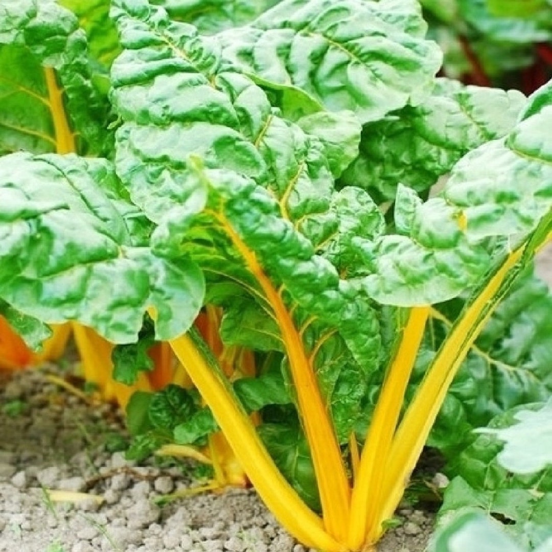 250 Seeds Swiss Chard Orange Fantasia Garden Seeds Swiss Chard Seeds - Etsy