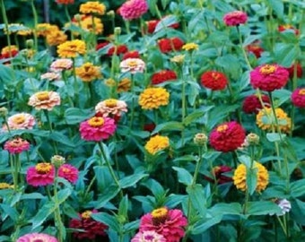 Dwarf Zinnia Seeds | Etsy