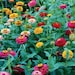 Zinnia Seeds Button Box Mix 250 FLOWER SEEDS Dwarf Zinnia - Etsy
