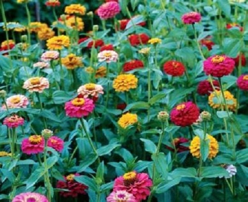 Zinnia Seeds Button Box Mix 250 FLOWER SEEDS Dwarf Zinnia - Etsy