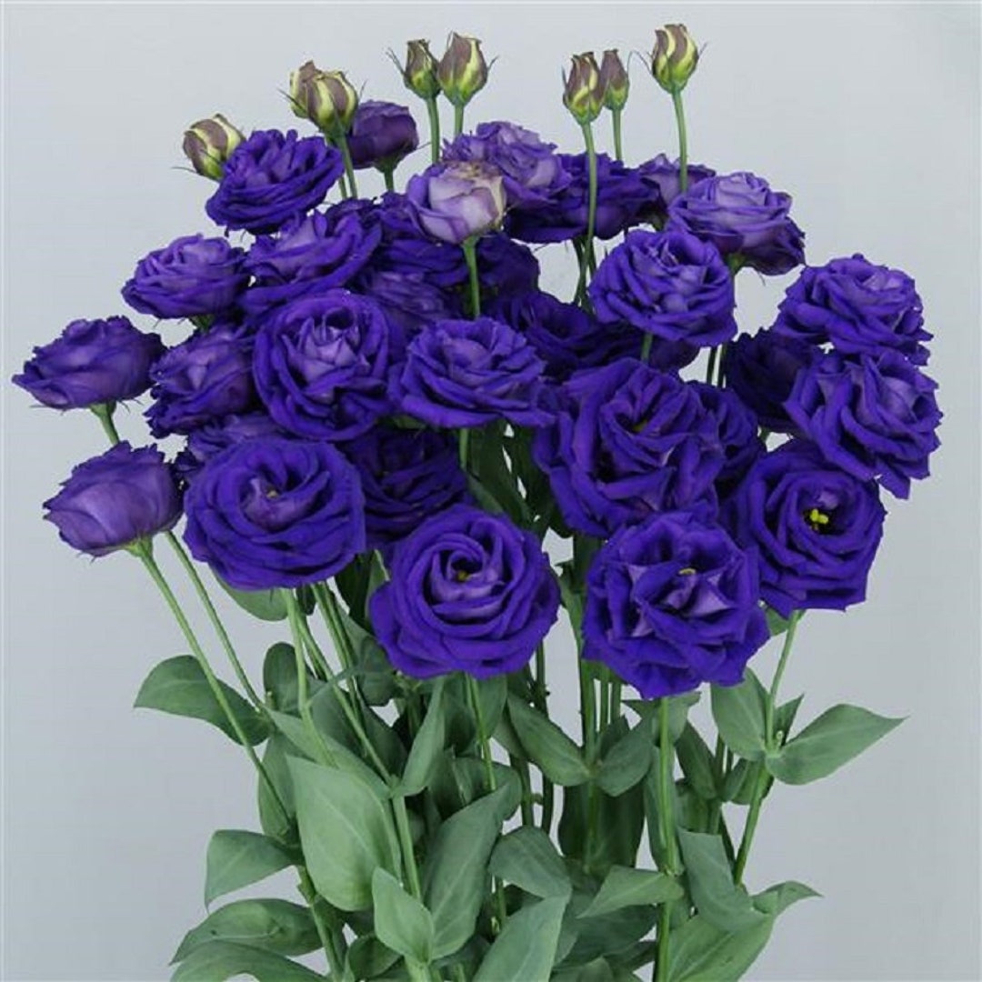 Floral 25 Pelleted Lisianthus Seeds Lisianthus Arosa 3 Blue Cut Flowers ...