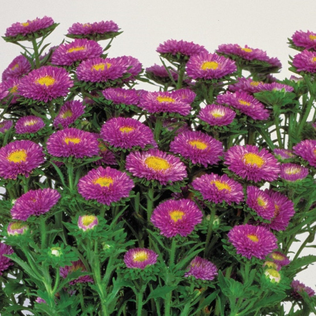 Aster Seeds Aster Matsumoto Light Blue 50 Aster Seeds Flower Seeds - Etsy