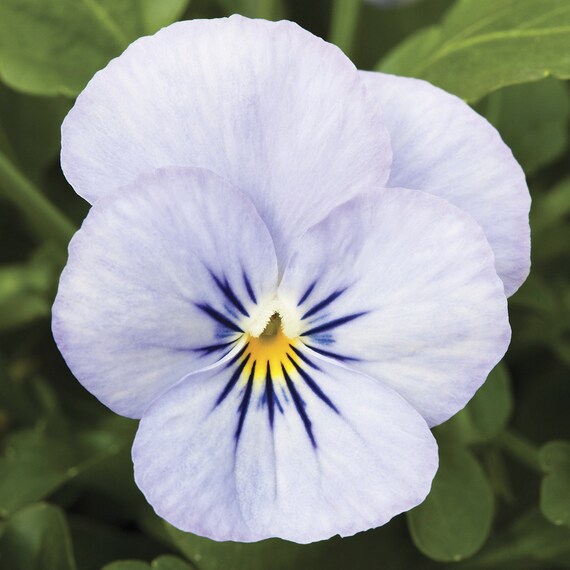 Viola Seeds Viola Endurio Sky Blue Martien 50 Seeds - Etsy
