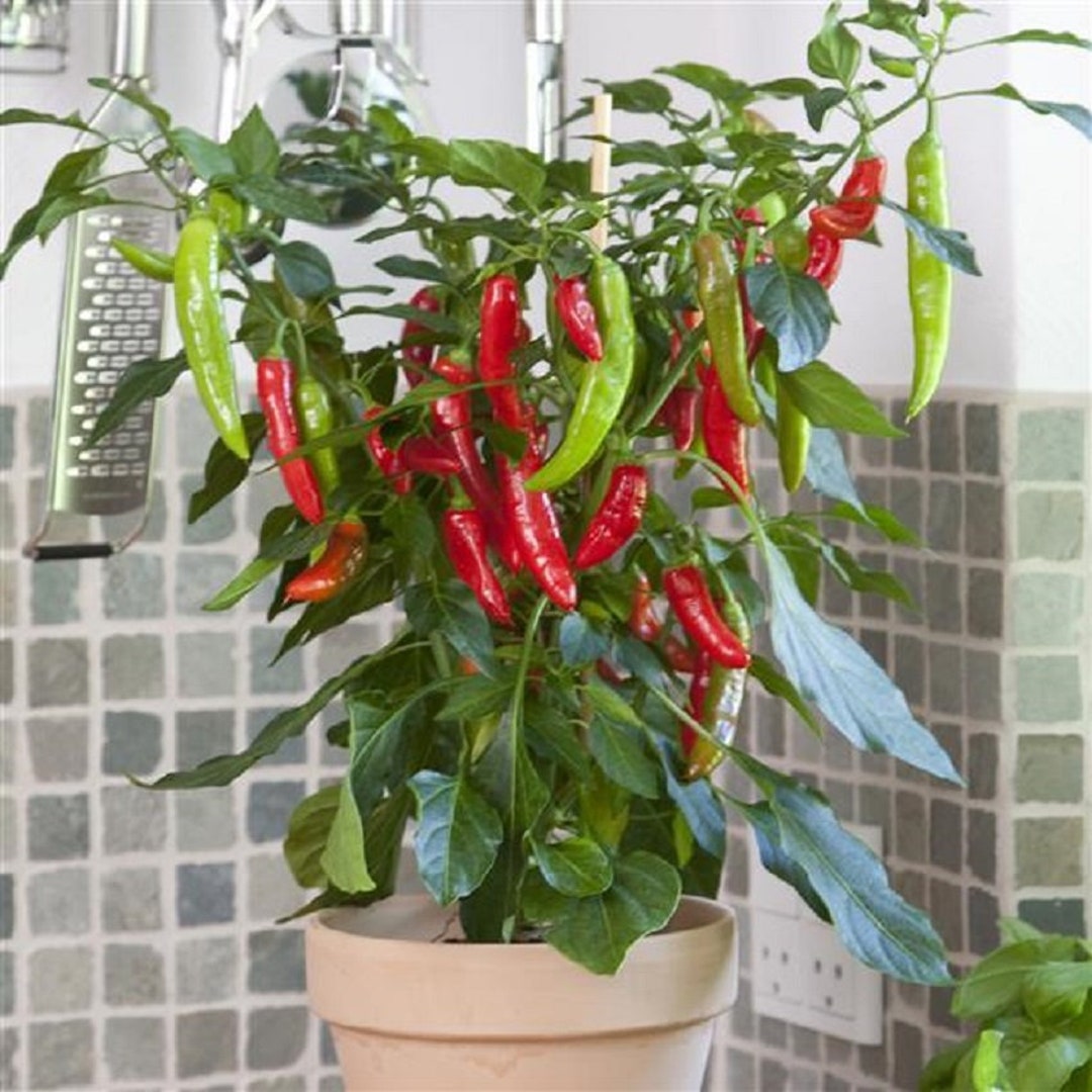 Kitchen Minis ™ 25 Pepper Seeds Hot Fajita Pepper Edible Potted Pepper ...