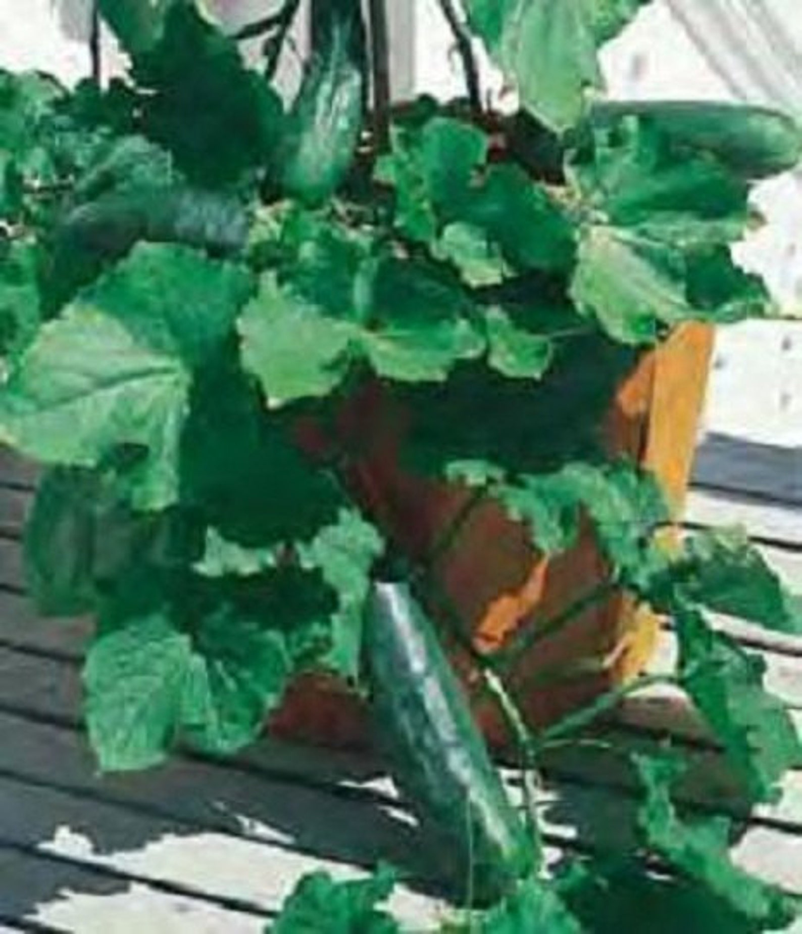 300 Seeds Spacemaster 80 Cucumber Seeds - Etsy