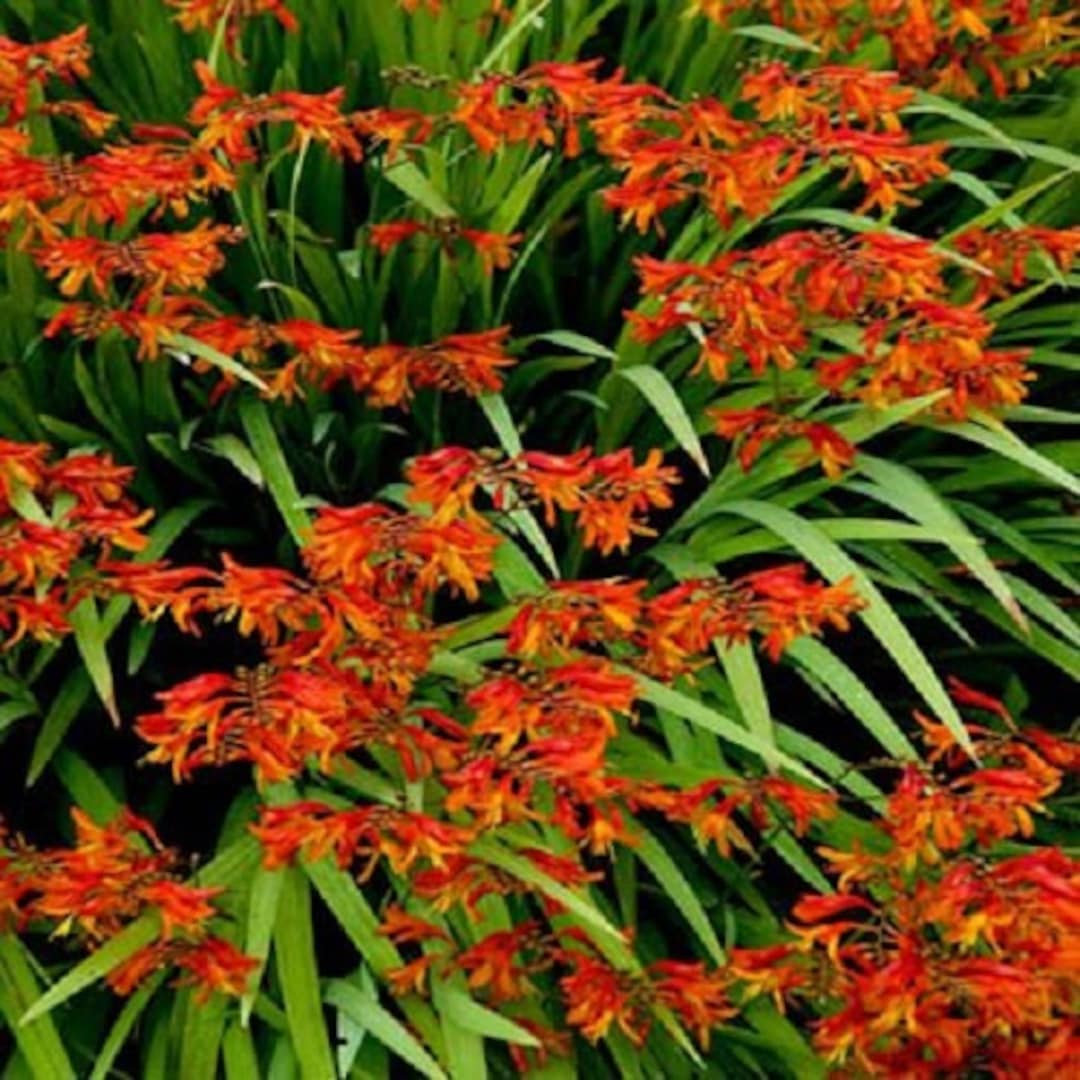 MPB#11 Crocosmia Seeds 25 Seeds Crocosmia Paniculata Hydrida "perennial ...