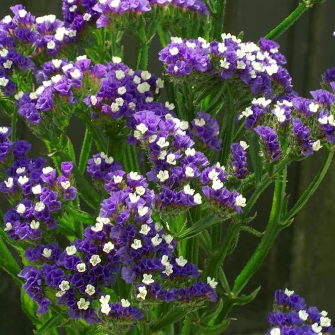 Limonium Seeker Blue 100 Statice Seeds Cut Flowers - Etsy