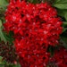 Pentas Lucky Star Dark Red 25 Pelleted Seeds Pentas Seeds - Etsy