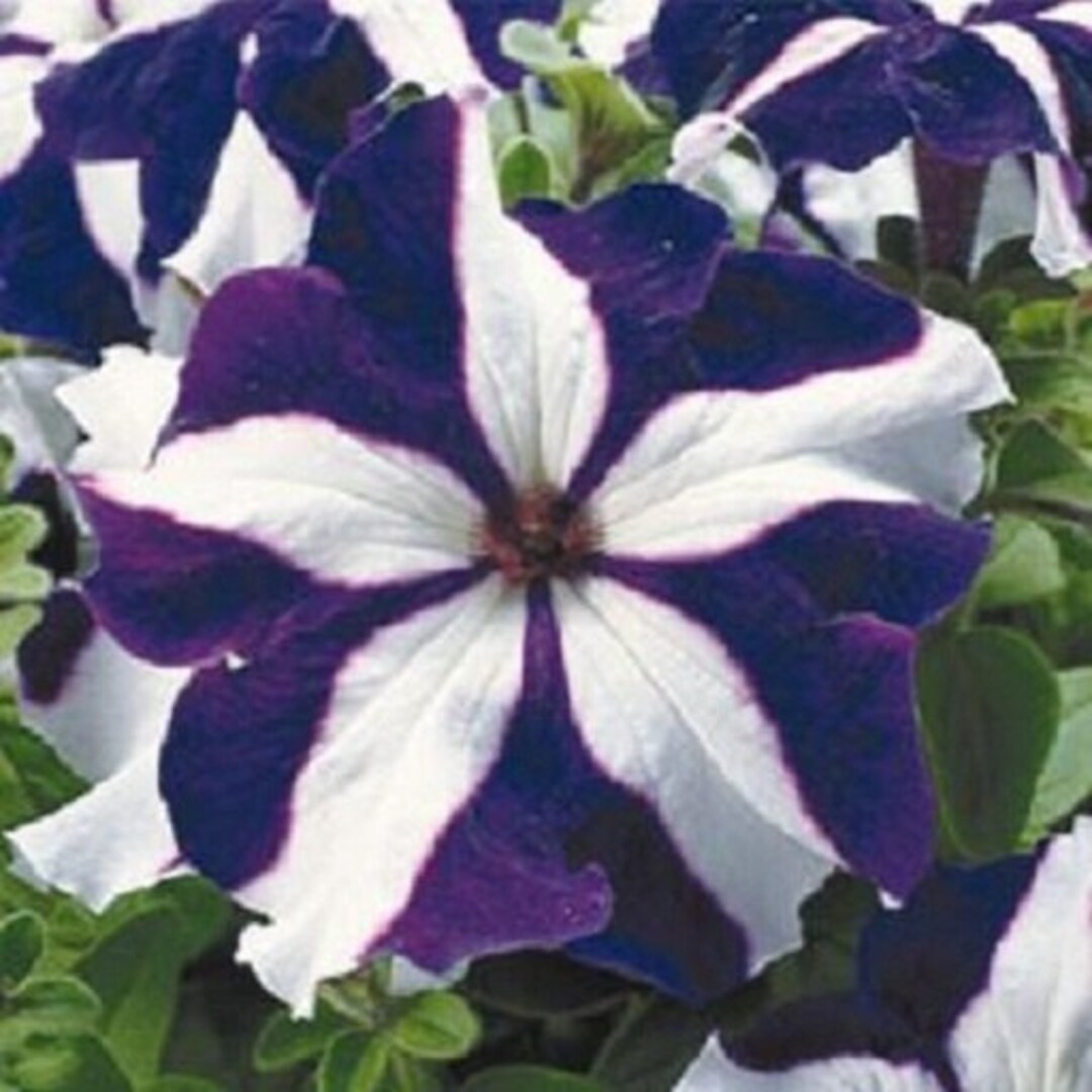 50 Pelleted Petunia Seeds Ultra Blue Star Flower Seeds - Etsy