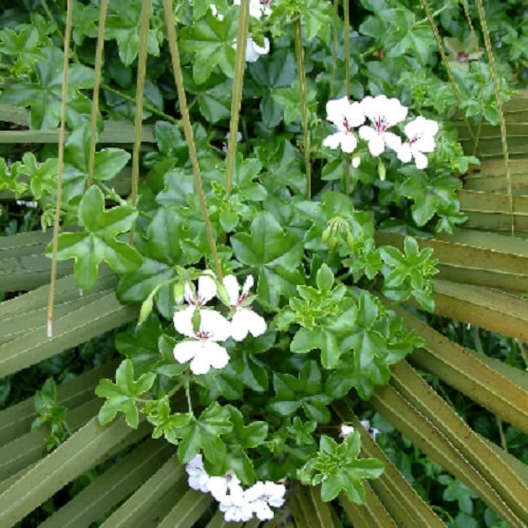 Geranium Seeds Cascade Beauty White Trailing Geranium 15 Seeds Ivy ...